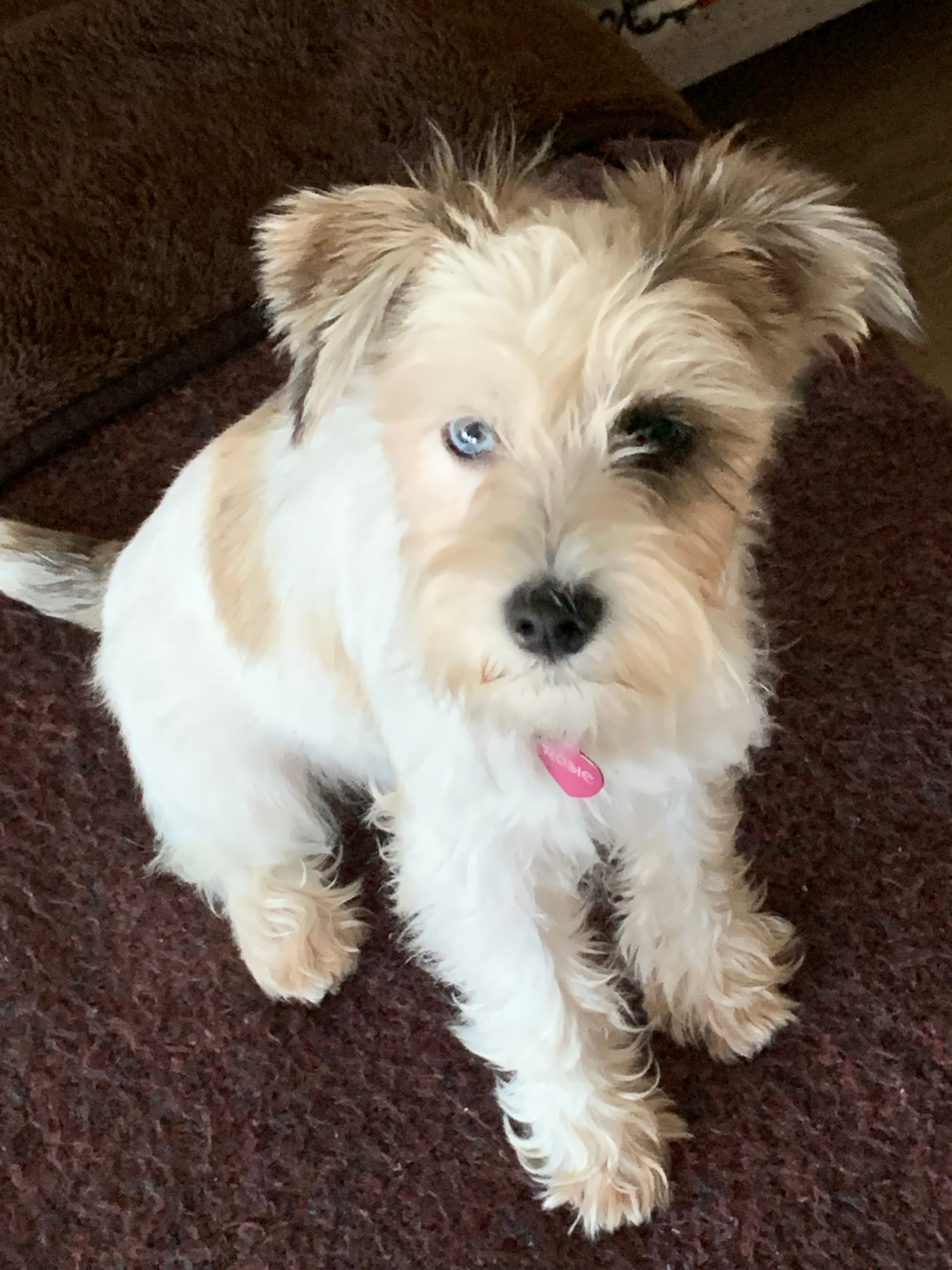 Your Best Buddy Essentials – Comfort & Companionship Must-Haves ...